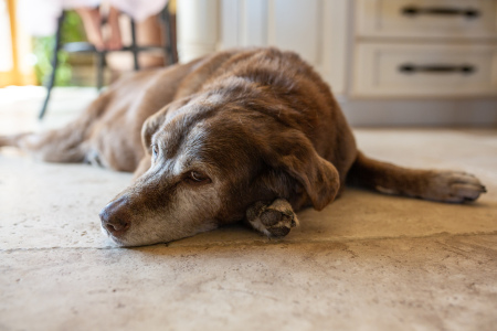 Signs a dog may be nearing the end of life