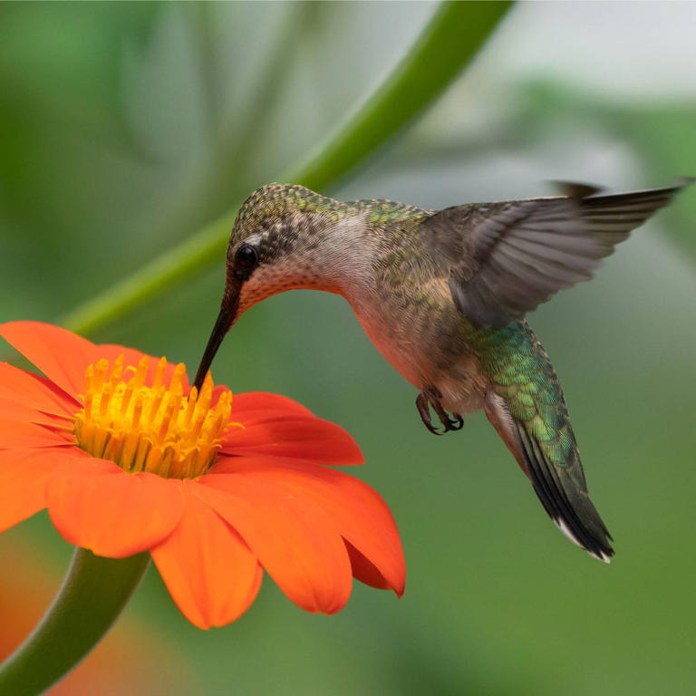 You don't need a hummingbird feeder – these 6 easy ideas will have them ...