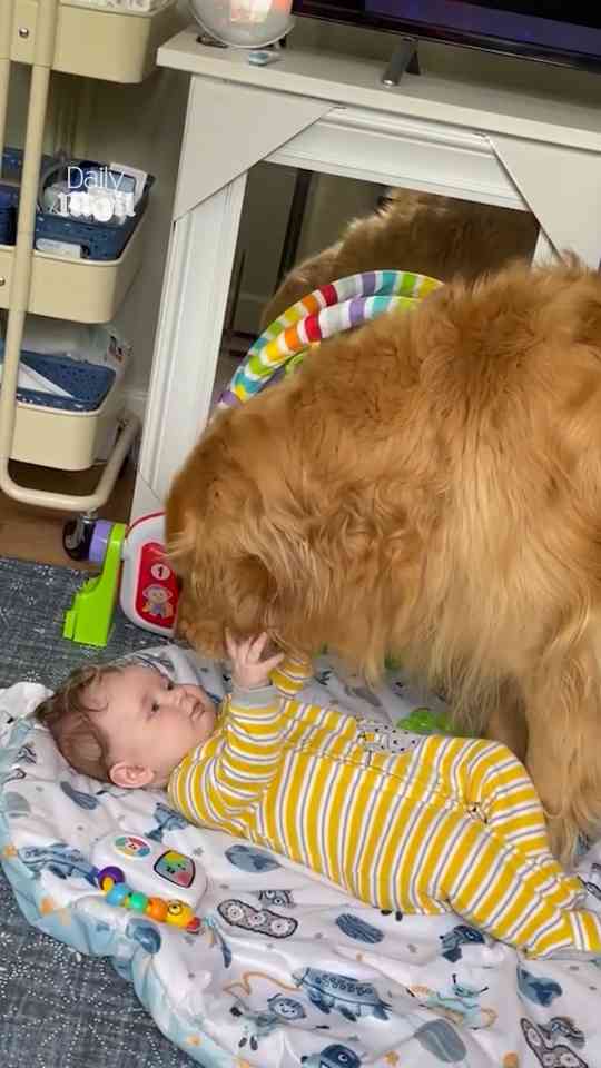 Golden retriever shares adorable bond with young toddler
