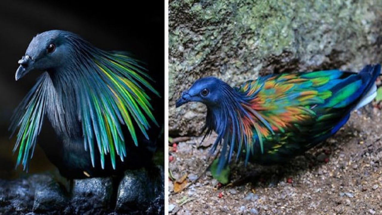 Meet The Closest Living Relative To The Extinct Dodo Bird With ...