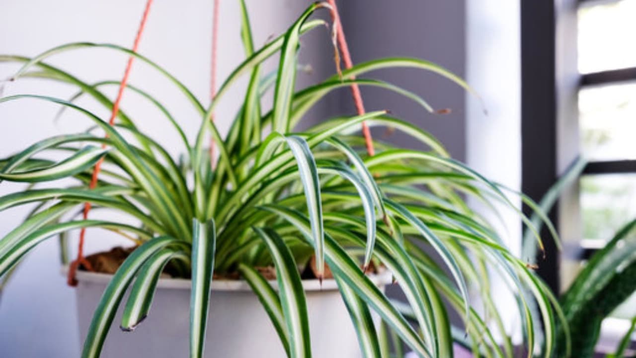 Gardening tips: 9 reasons spider plants deserve a spot in every home