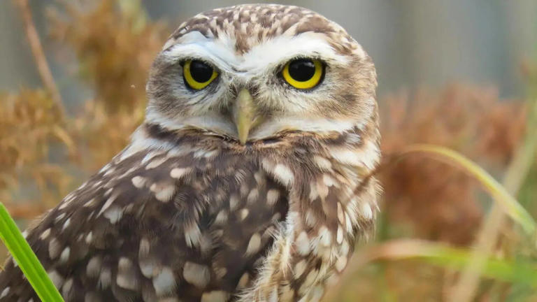 10 animals with the best hearing abilities in the world: From bats to ...