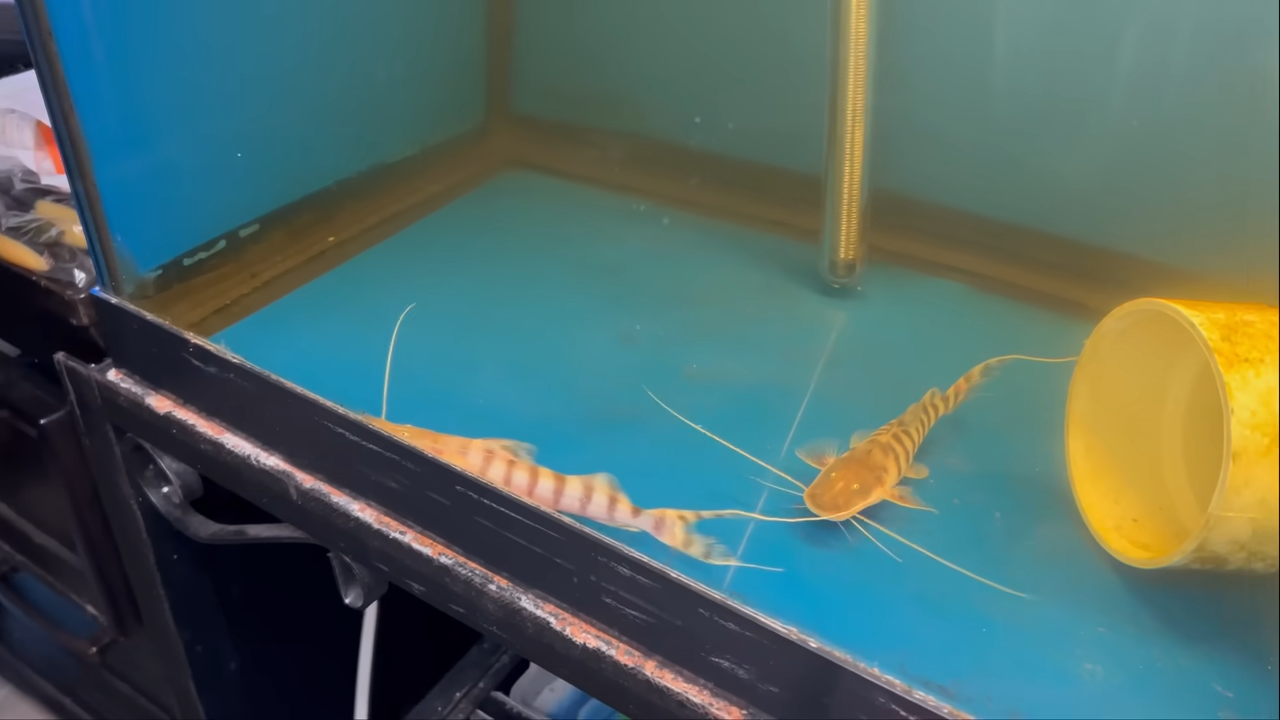 He thought it was just a fish store… Until he find two dream monsters ...