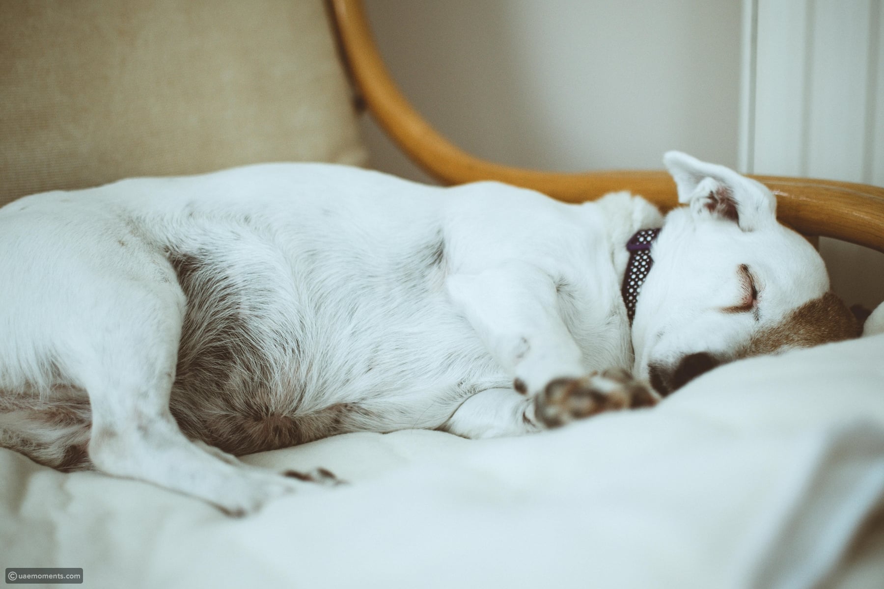 8 sleeping habits of dogs that show a strong bond with you