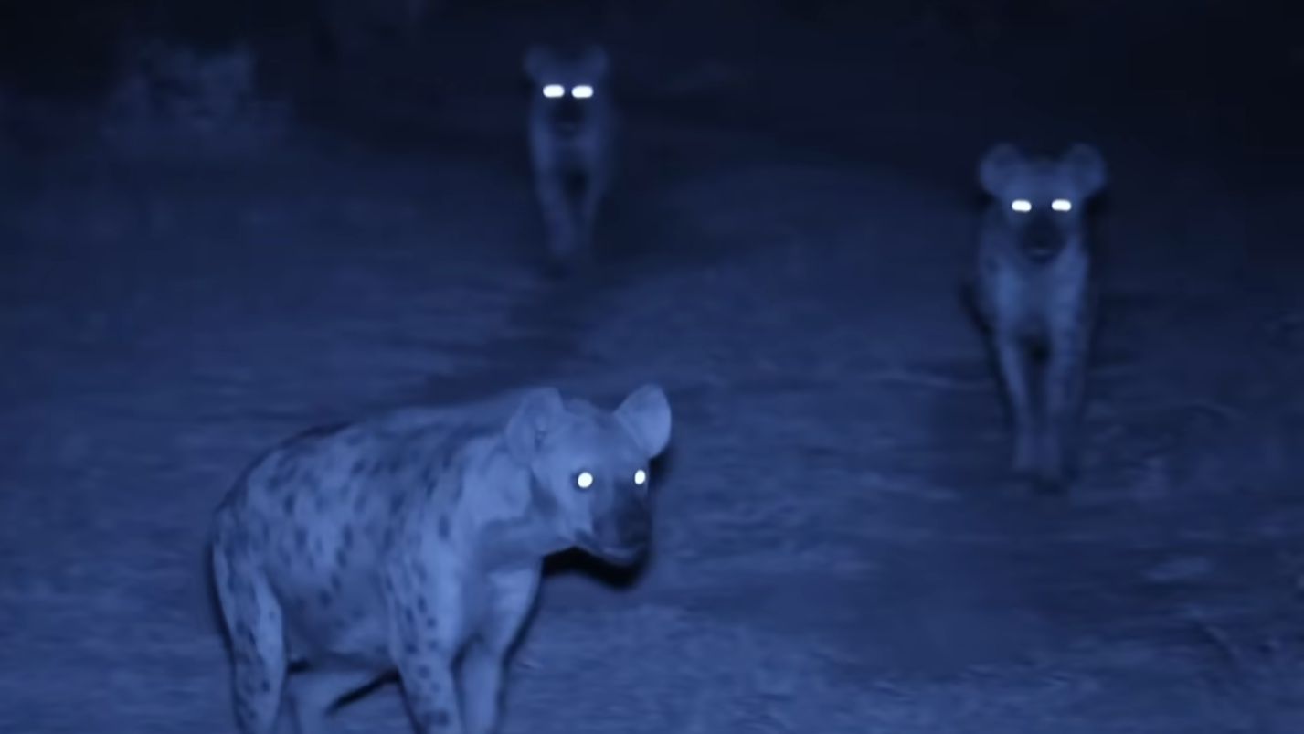 This predator can crush bones like they’re nothing – then eat the ...