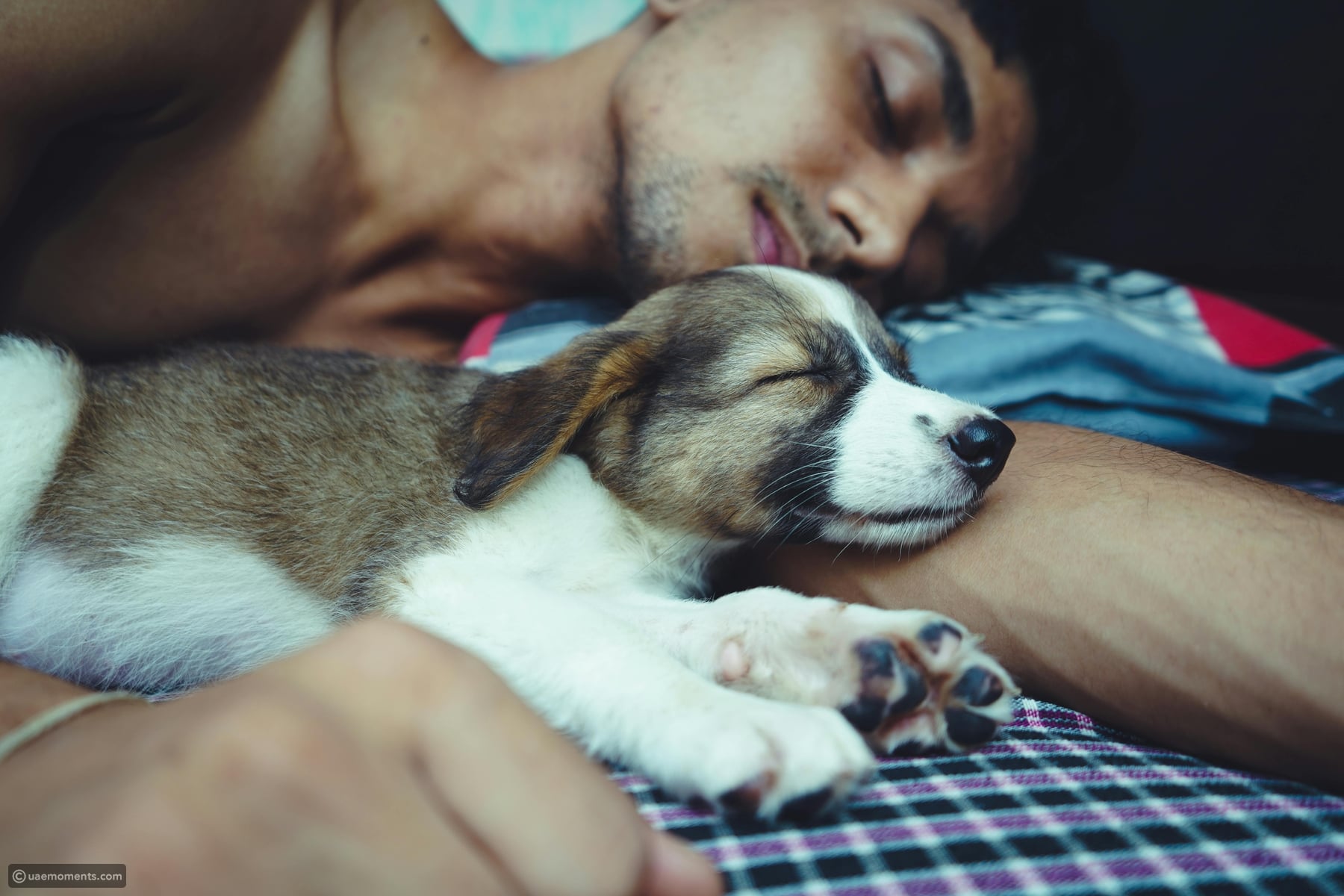 8 sleeping habits of dogs that show a strong bond with you