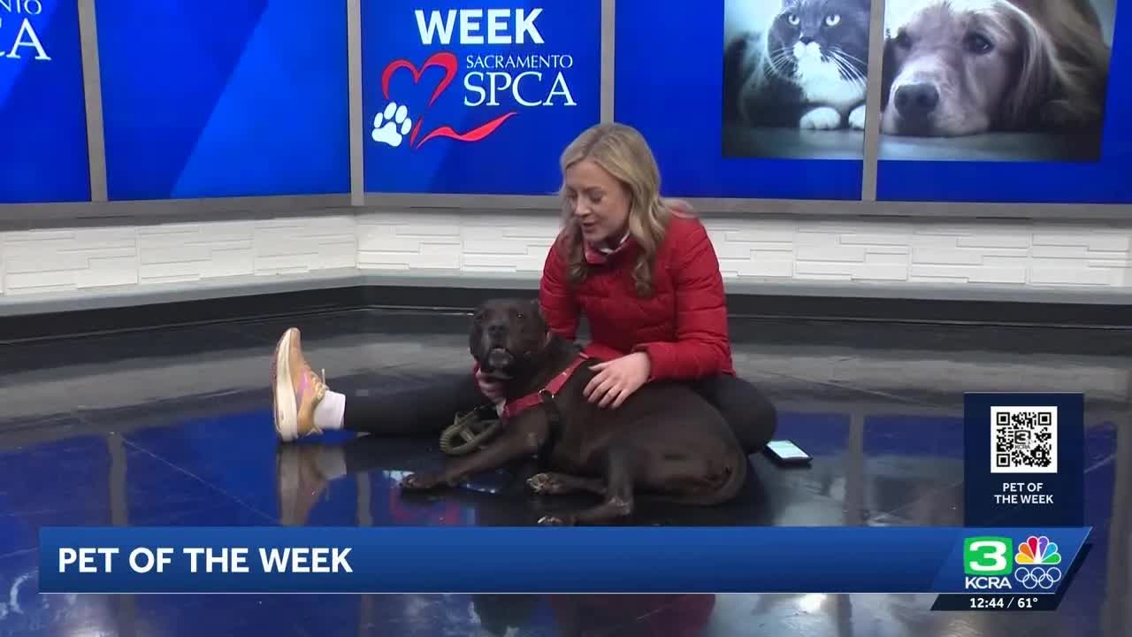 Pet of the week for Feb. 11: Meet Stella