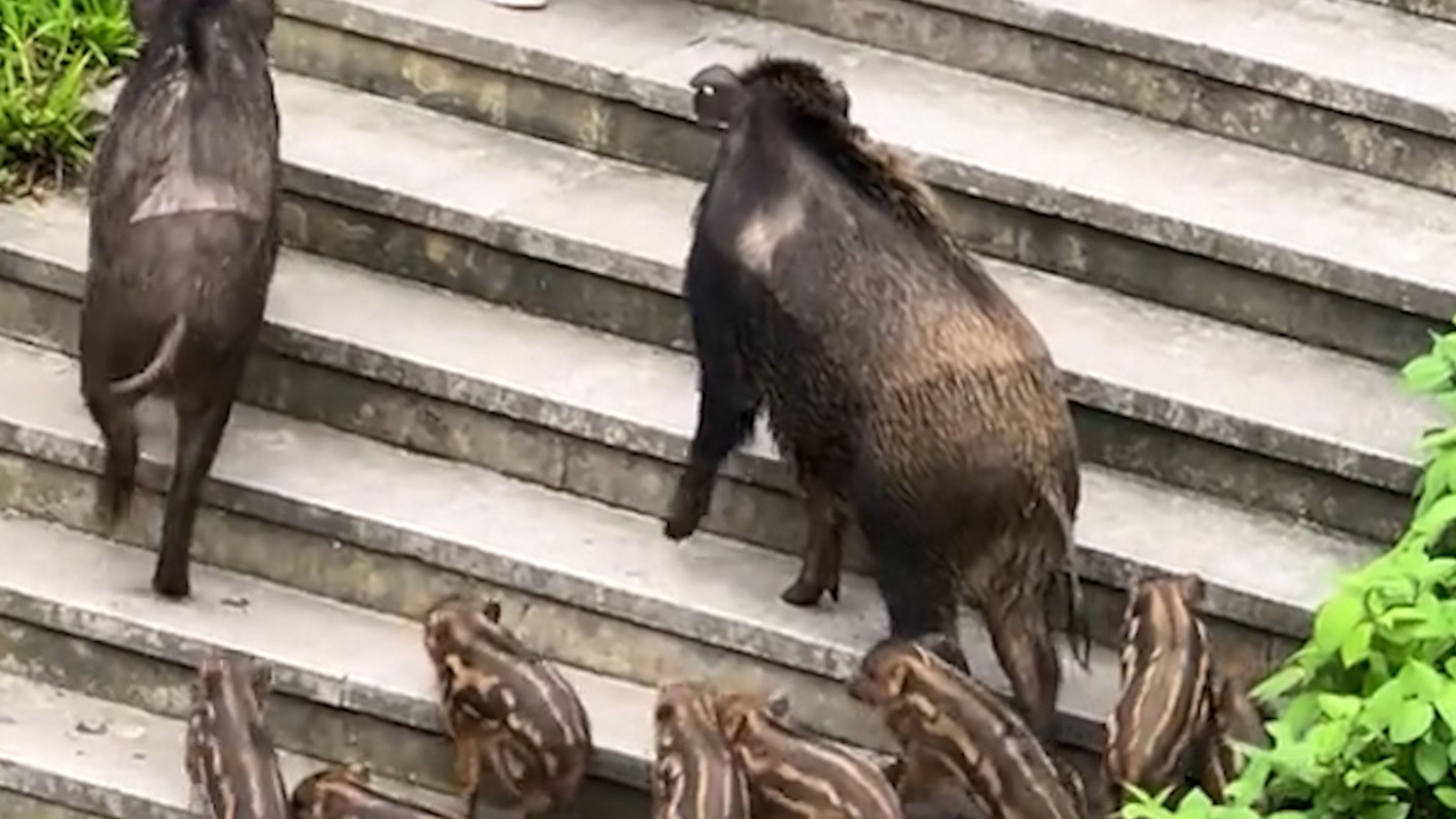 Man encounters family of wild boars in Chinese park