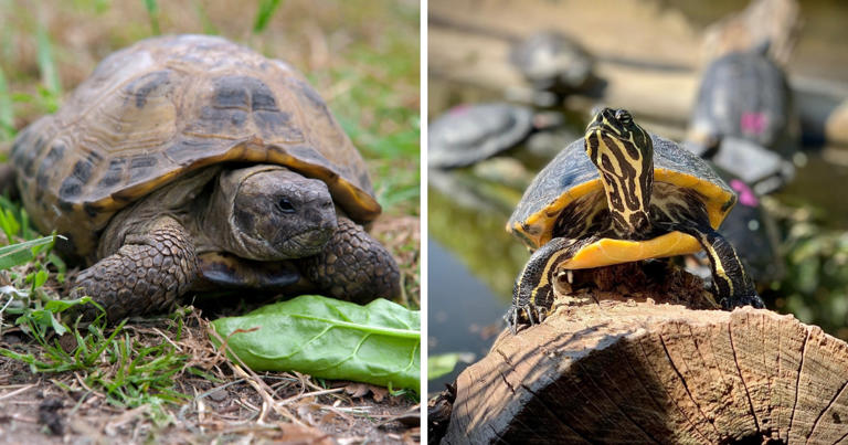 Raystede to hold brand new All About Tortoises and Terrapins Day