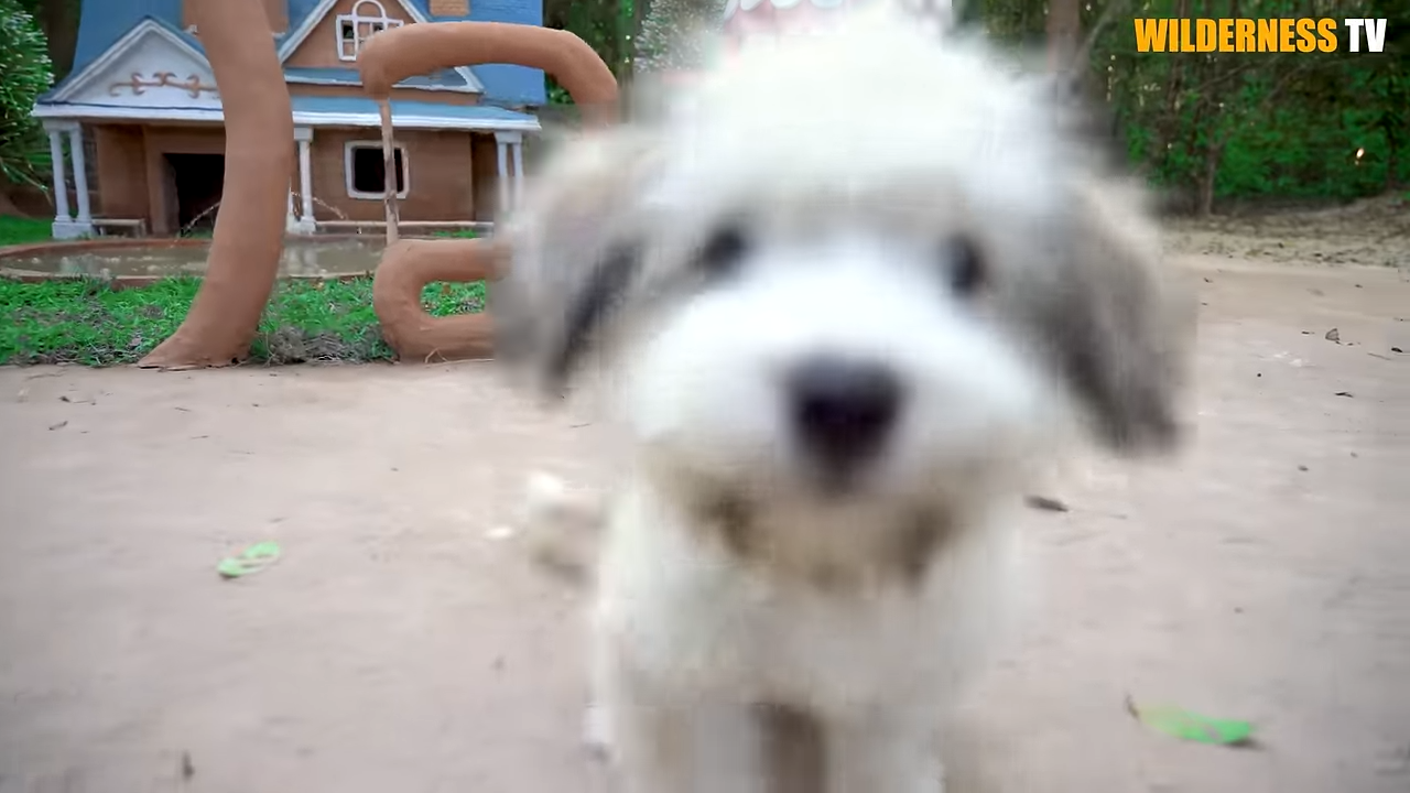 Watch cold hungry dog, rabbit, and turtle finally feel safe in their ...