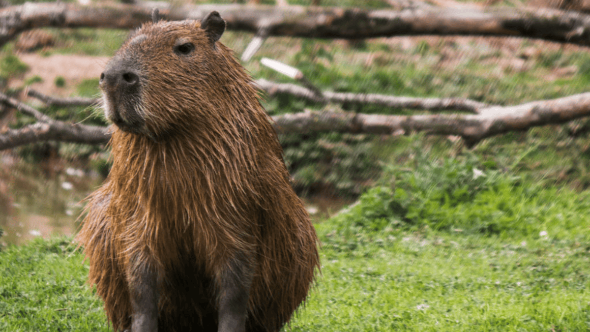 8 surprising capybara facts that will make you love them even more