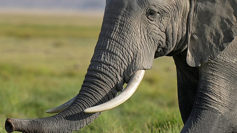 Three dead after vehicle collides with elephant in Uganda National Park