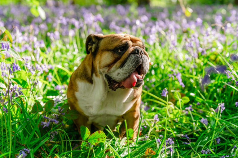 Bulldog wears step tracker—no one ready for what it says 7 hours later