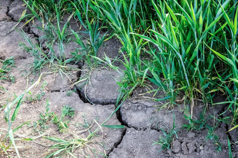 Warten auf Regen: Landwirt warnt vor anhaltender Trockenheit