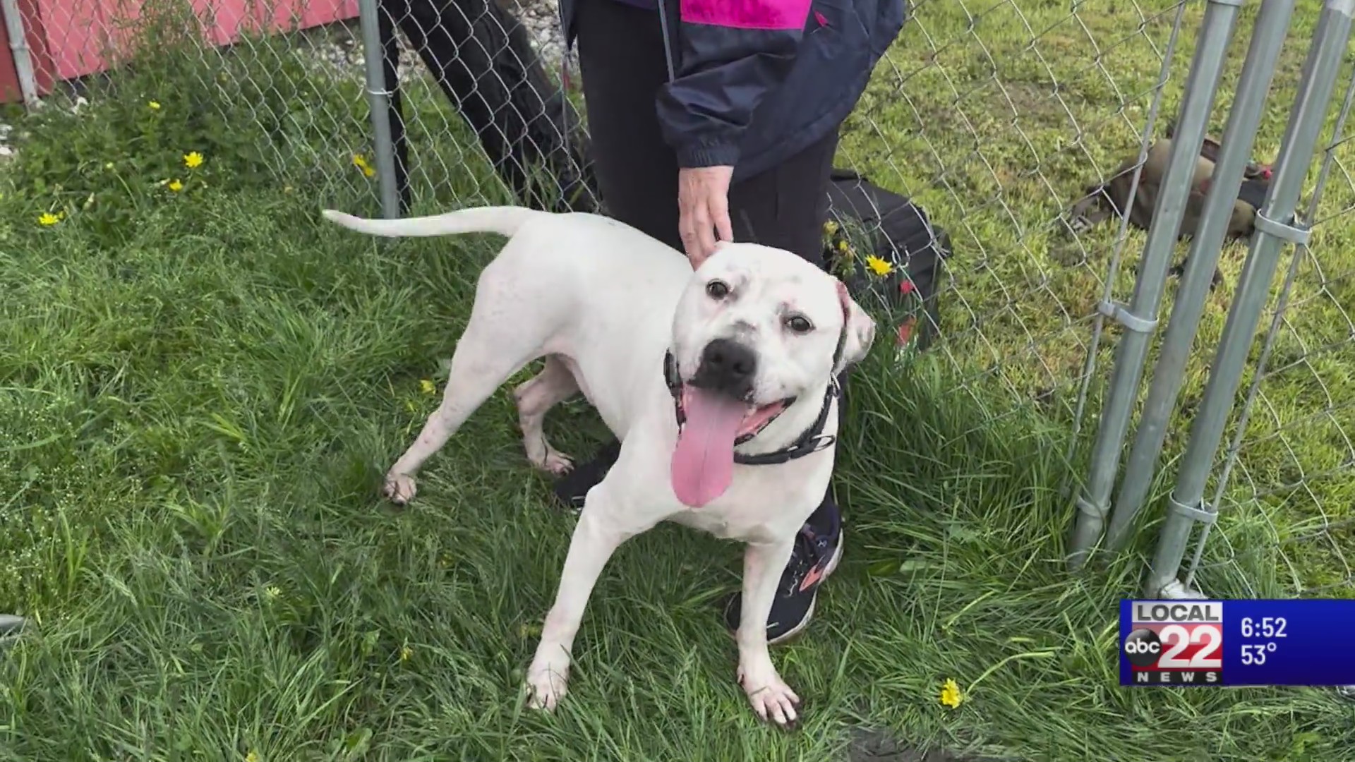 Kuli's story: A deaf rescue dog looking for love
