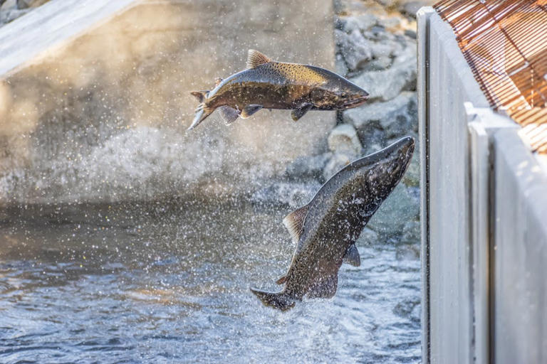 California’s salmon fishery is reopening after a population crash and 3 ...