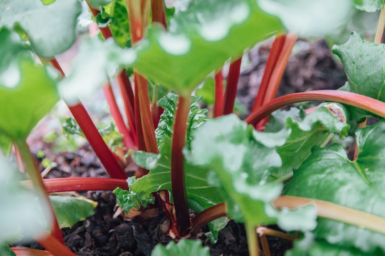 How did we learn which plants are safe to eat? Food scientists explain