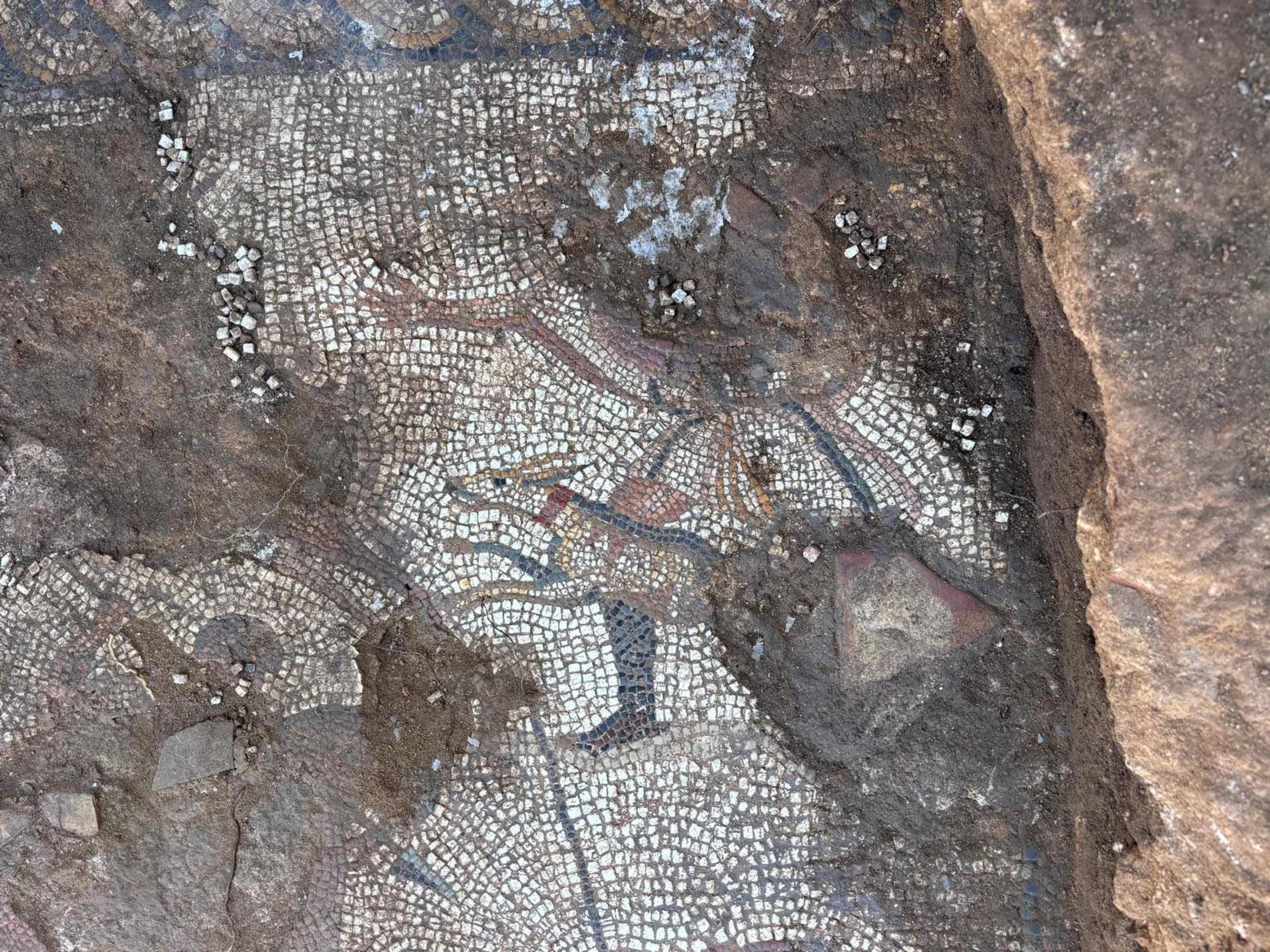 Riportato alla luce a Marsala il mosaico della "venatio"