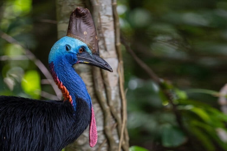 Amid efforts to save Australia’s southern cassowaries, their numbers ...