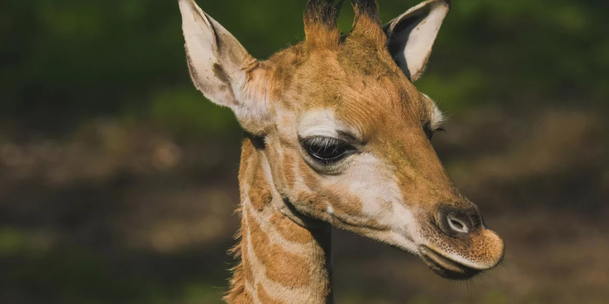 Zoo Schmiding in OÖ freut sich über seltenes Giraffenbaby „Moyo“