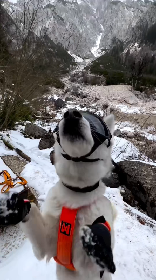 Wandern mit den Hunden