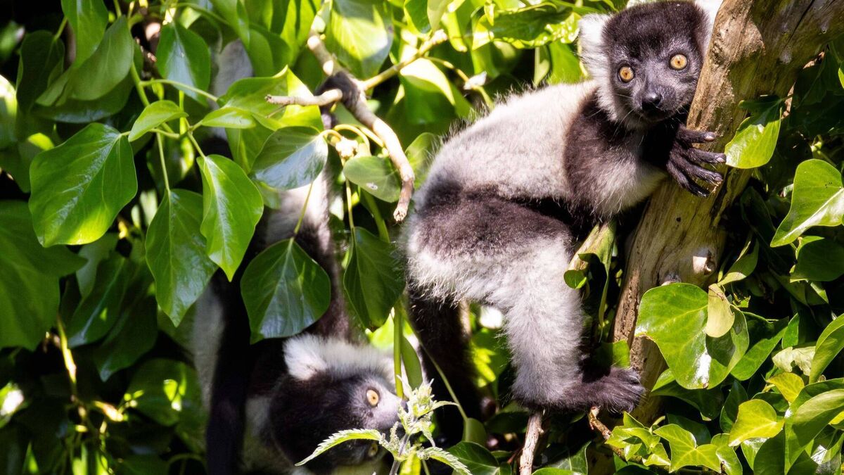 Two critically endangered lemur babies born at Fota Wildlife Park
