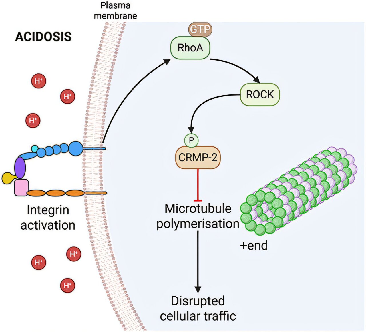 Low pH outside cells rewires transport network and displaces Golgi ...