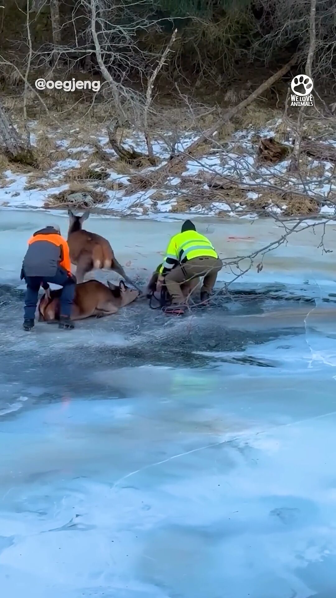 Brave men rescue three deer trapped on cracking ice 👏