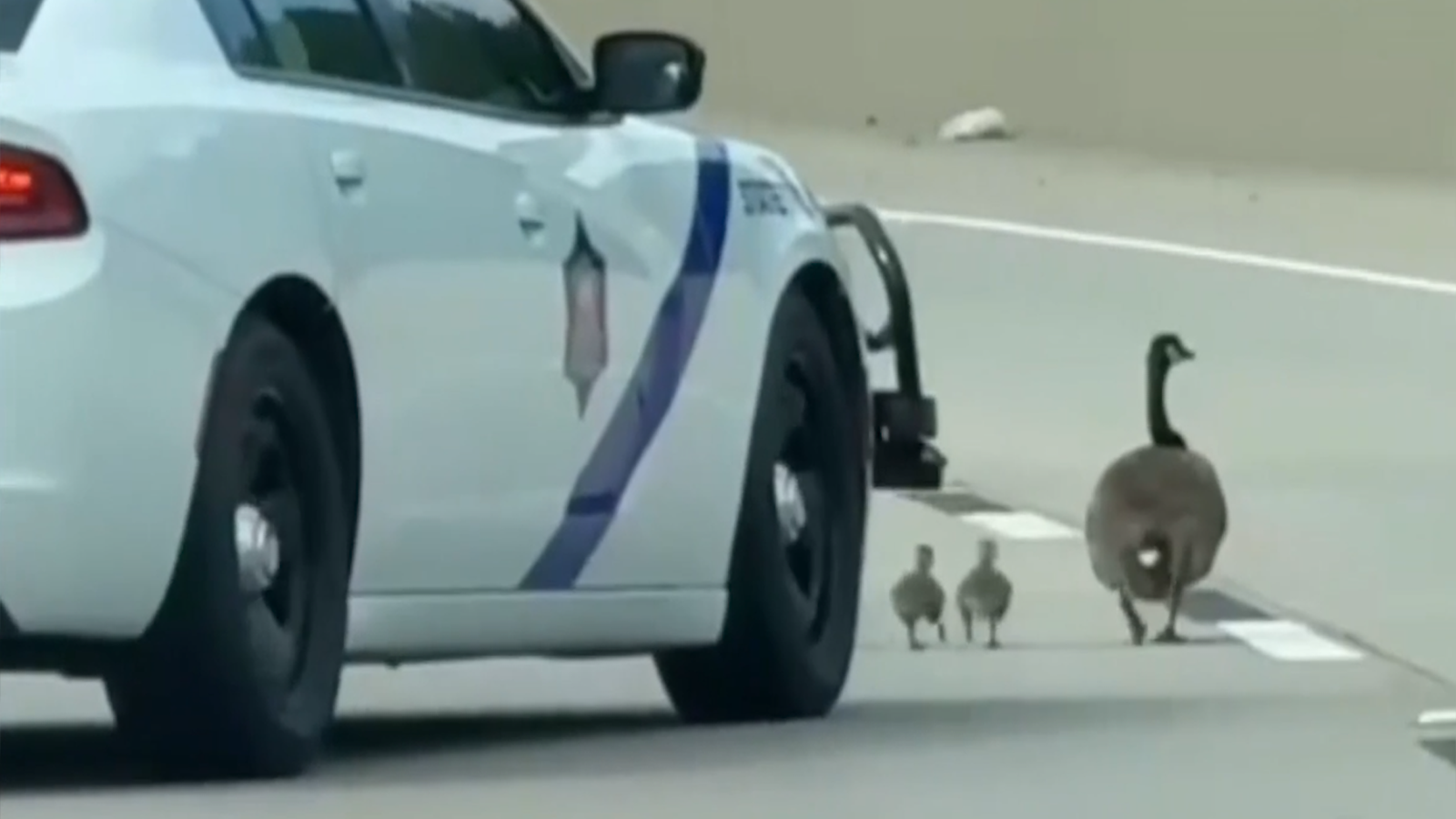 Arkansas State Police trooper kills goslings on highway