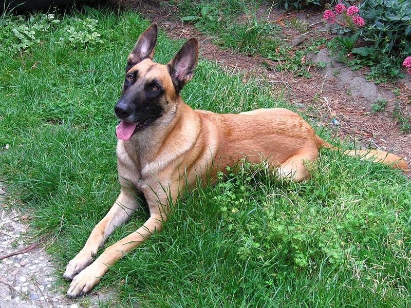 10 intelligent dog breeds that thrive on learning and problem-solving