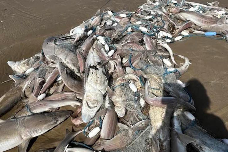Beachgoers horrified by mountain of trapped sharks and fish washed up ...