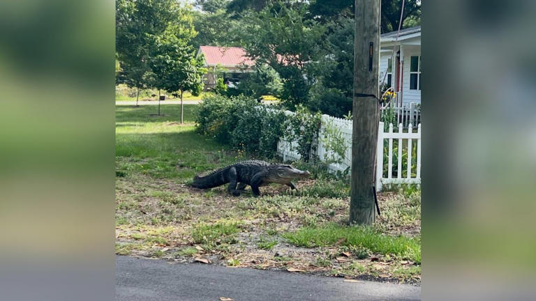 Alligator spotted roaming through yards in NC coastal city