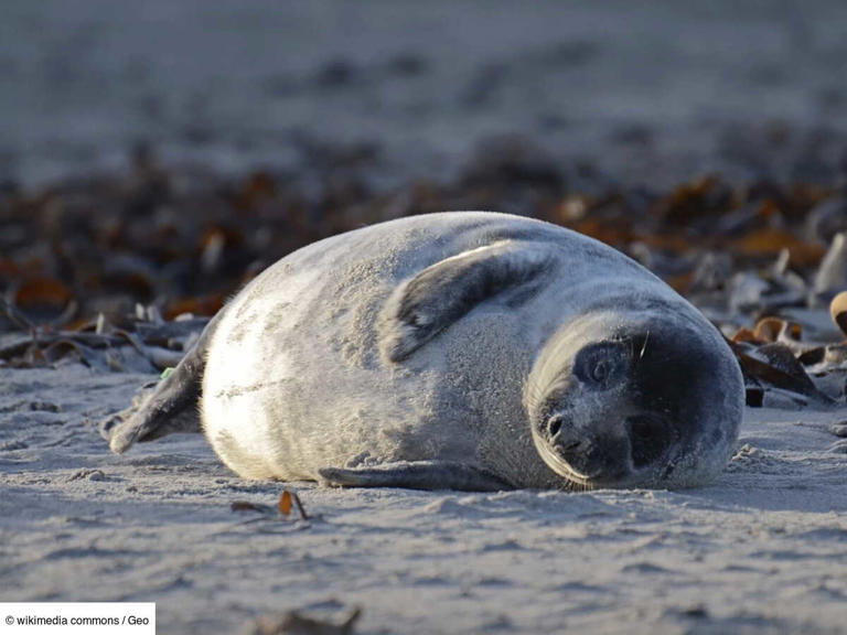 Des centaines de bébés phoques mouraient mutilés sur cette île ...