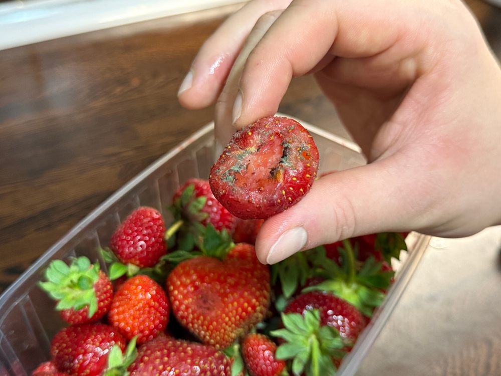 Why your berries mold quickly – and how to prevent it