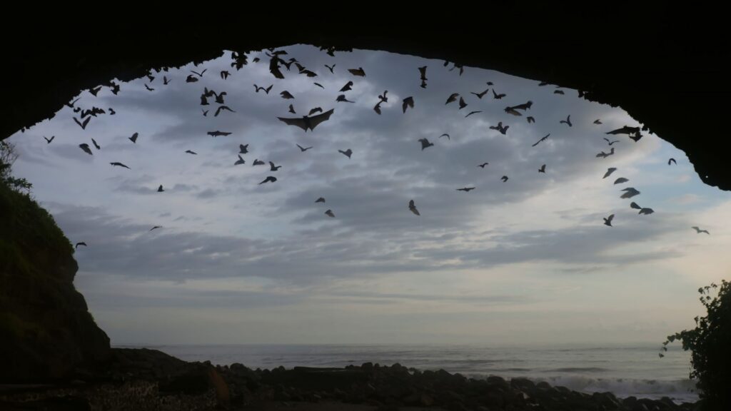 Wildlife in Uganda National Park filmed feeding on virus-carrying bats ...
