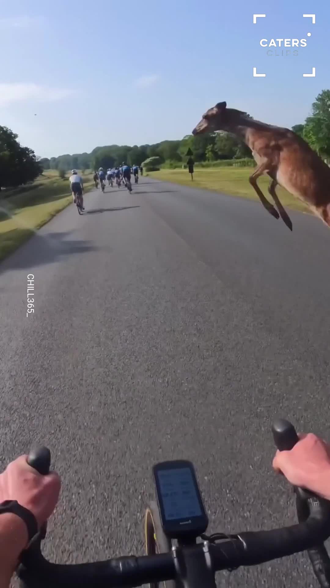 Cyclist narrowly avoids collision after deer suddenly leaps across path ...