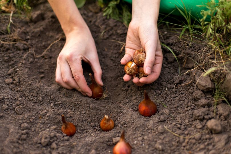 Surrey couple plant £1 tulips in their garden but aren't prepared for ...