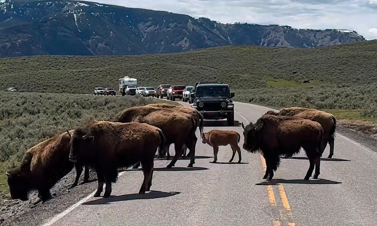 Yellowstone bison execute highway crossing with striking precision