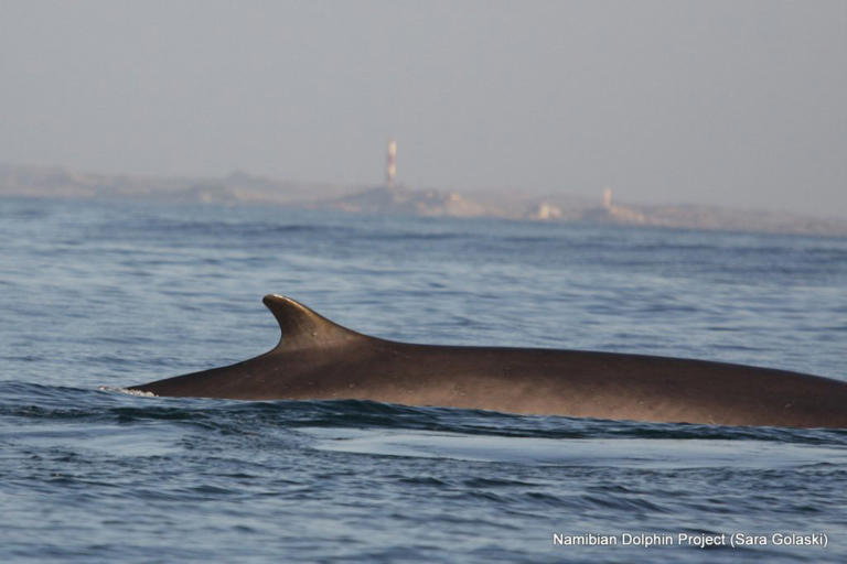Sightings of two largest whale species offers fresh survival hope