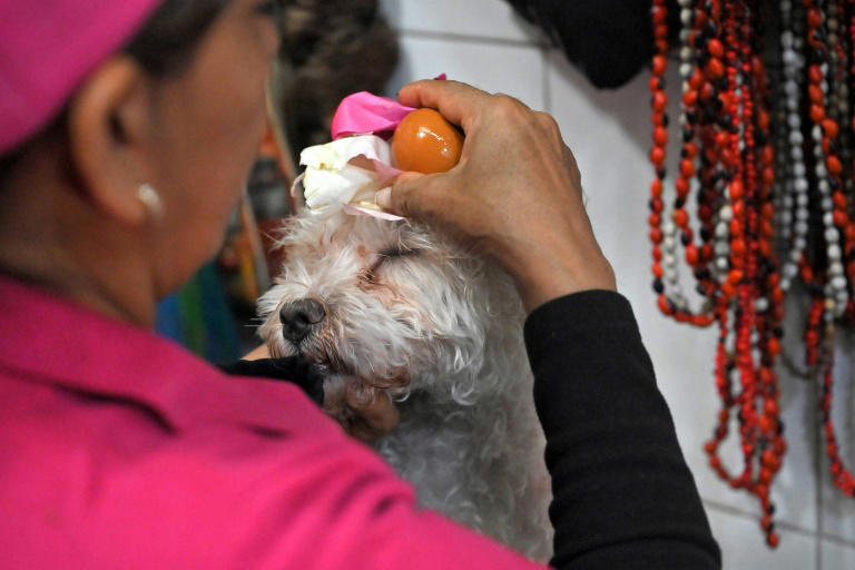Curanderas limpian las malas energías de las mascotas en un mercado de ...