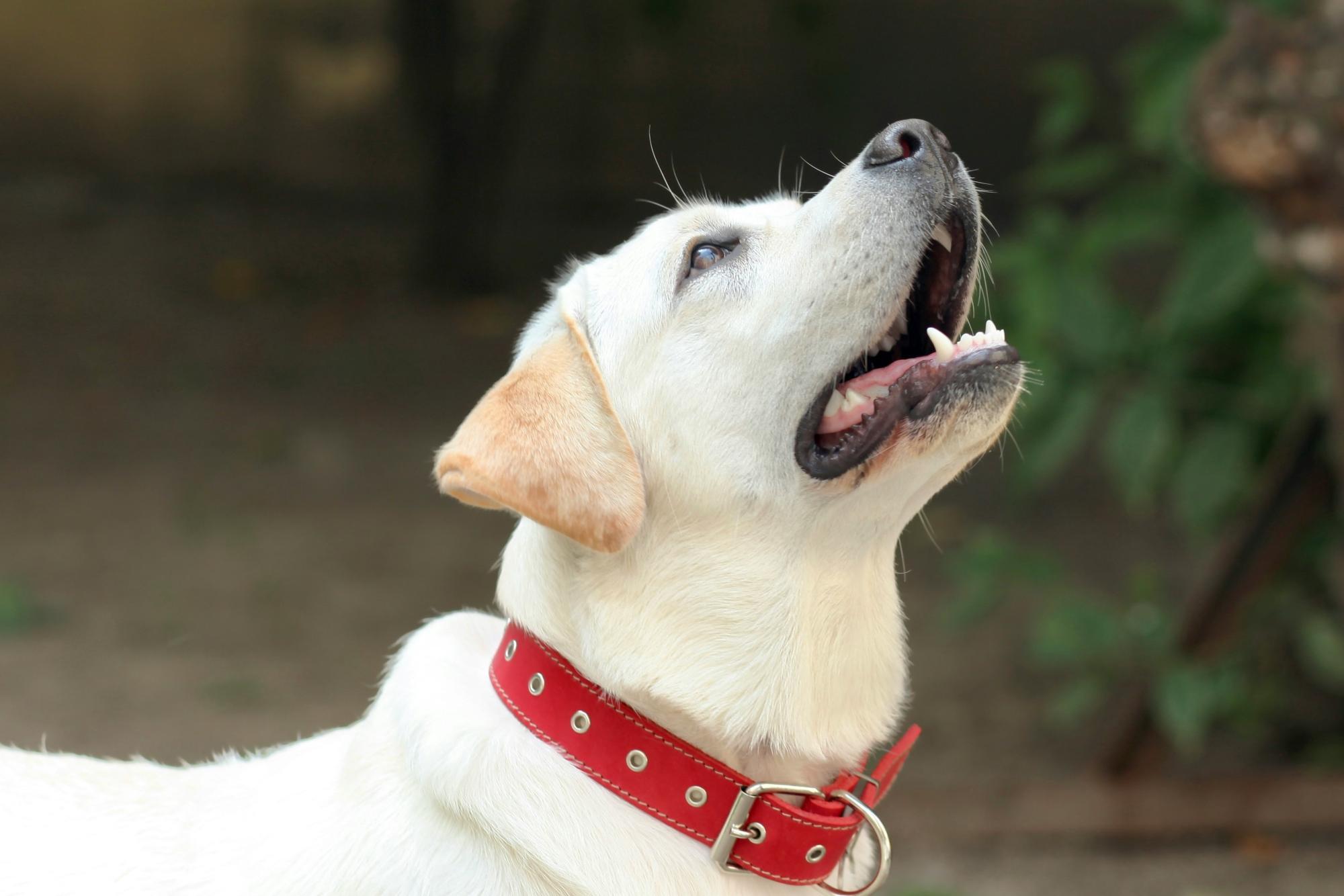 Hunde & Katzen verstehen: Neues KI-Halsband soll es möglich machen