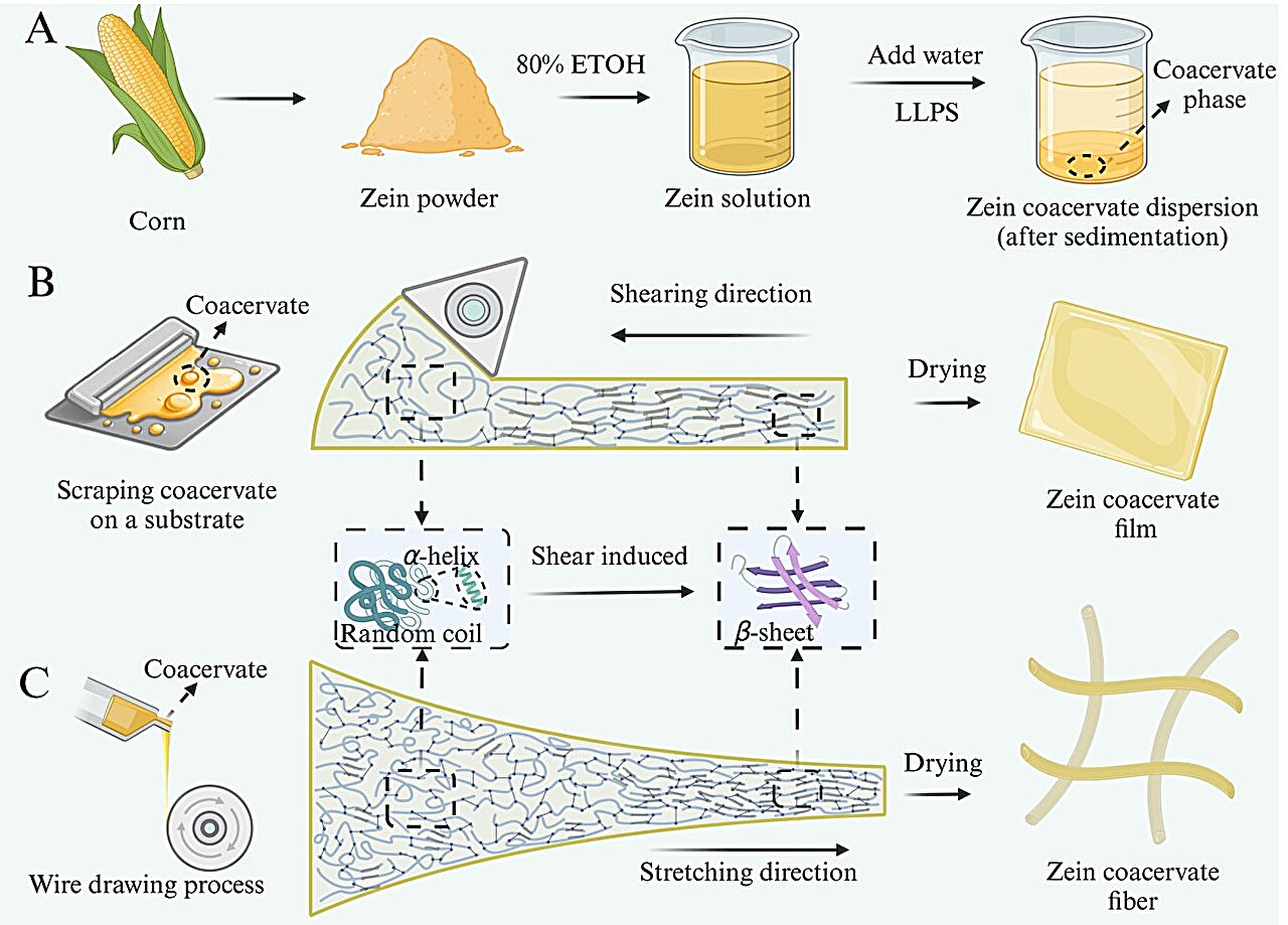 Spider silk-inspired process turns corn protein into tougher plastic ...