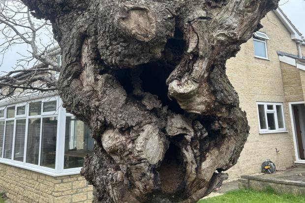100-year-old Somerset oak tree saved from axe despite damage to nearby home