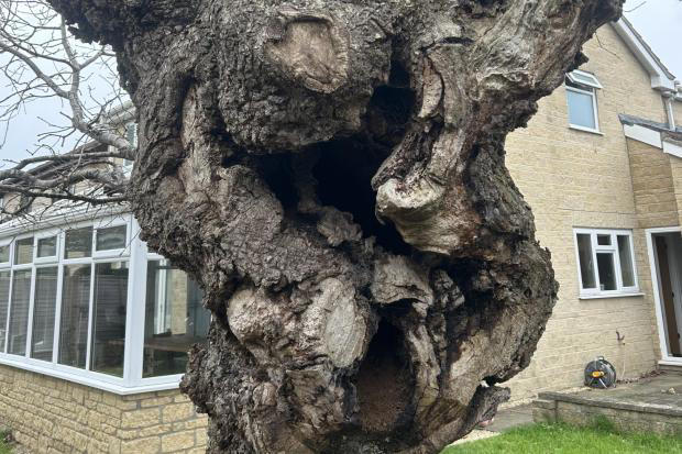 100-year-old Somerset oak tree saved from axe despite damage to nearby home