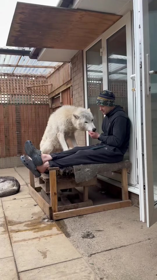 My gentle wolf insists on kissing his dad