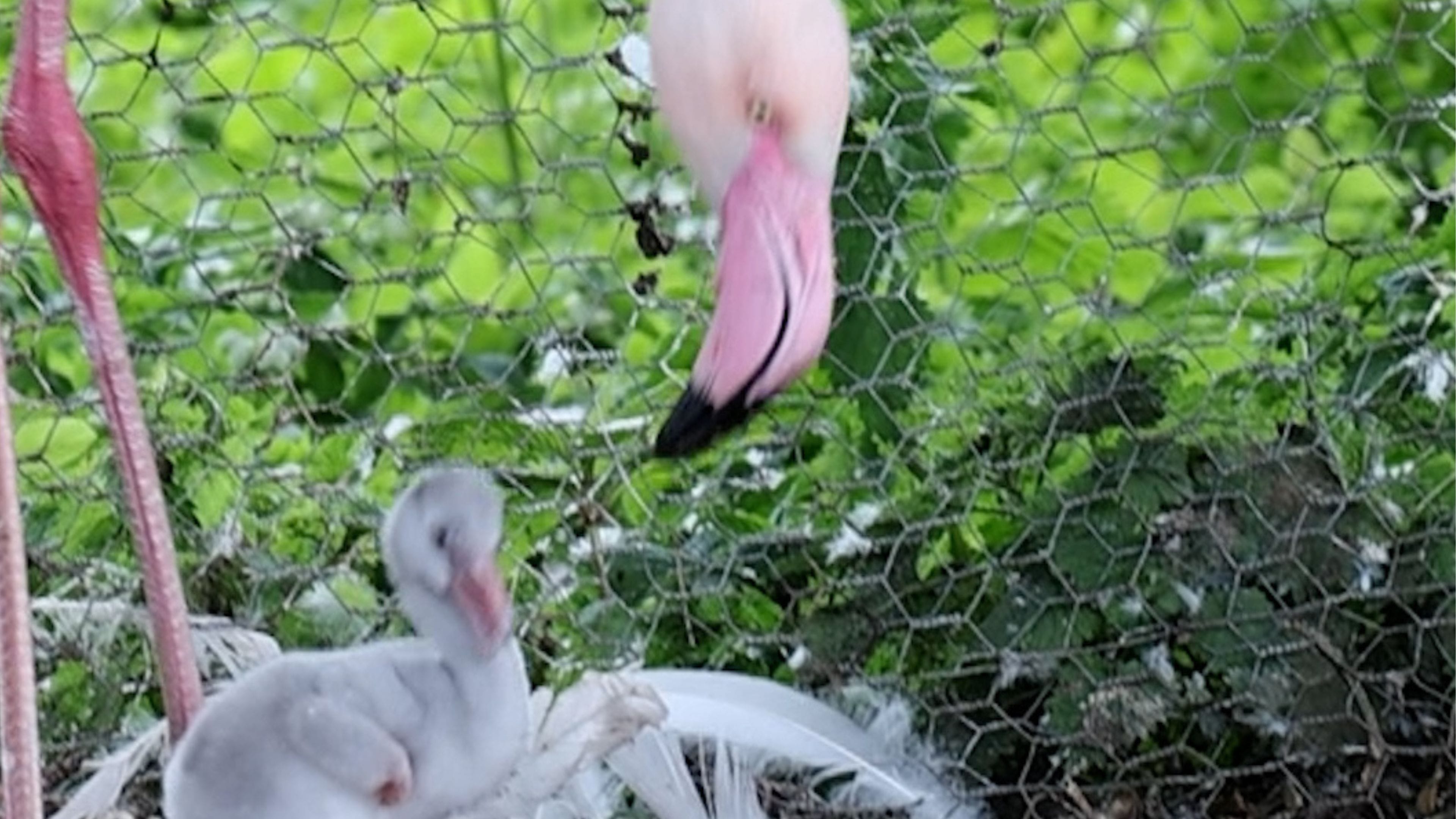 Flamingo chicks hatch at nature reserve