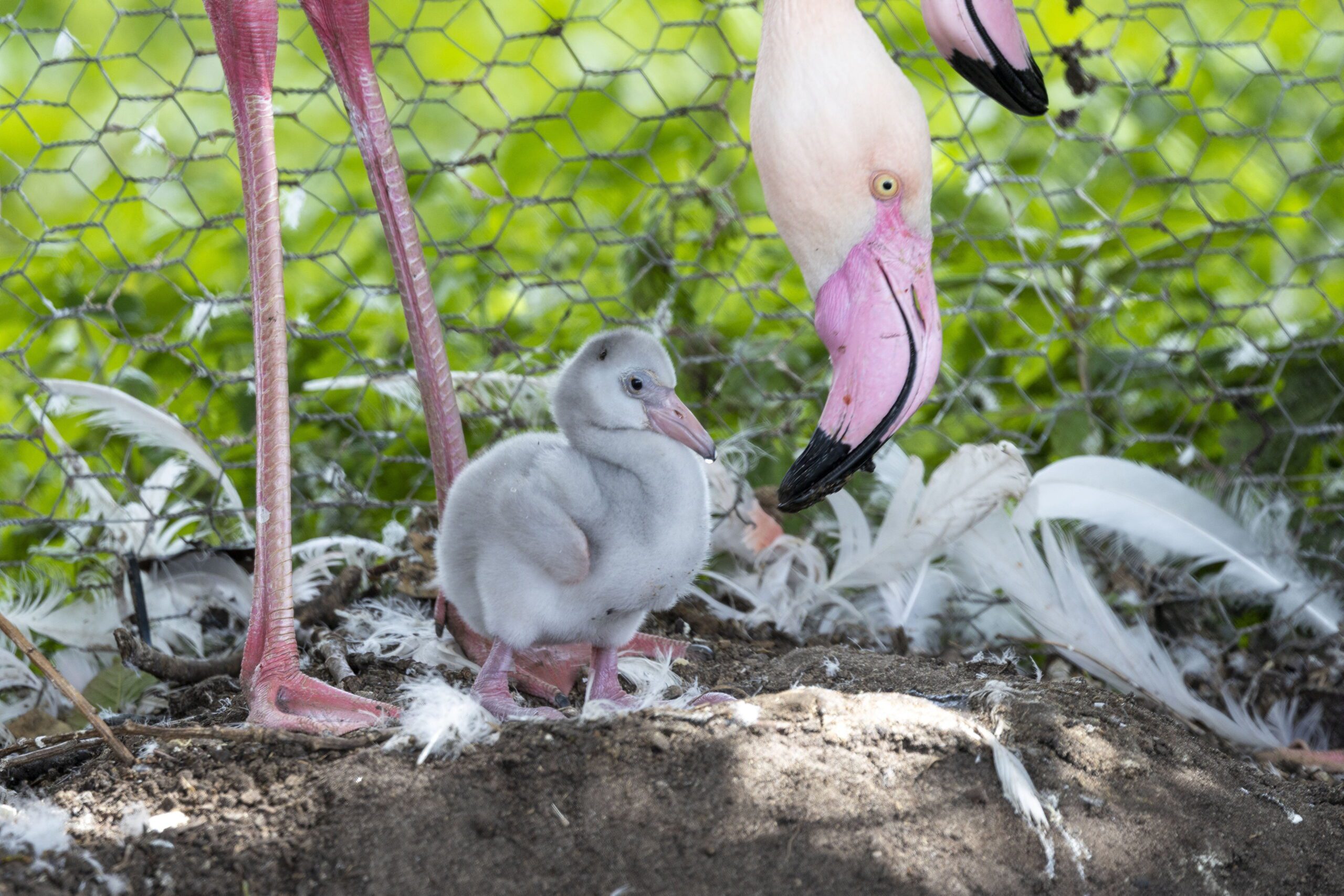 Adorable flamingo chicks hatch at nature reserve