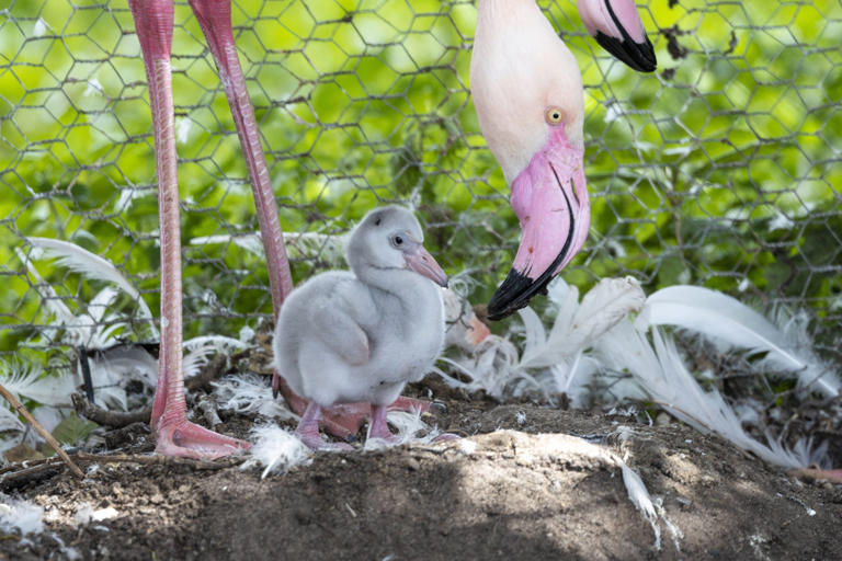 Adorable flamingo chicks hatch at nature reserve