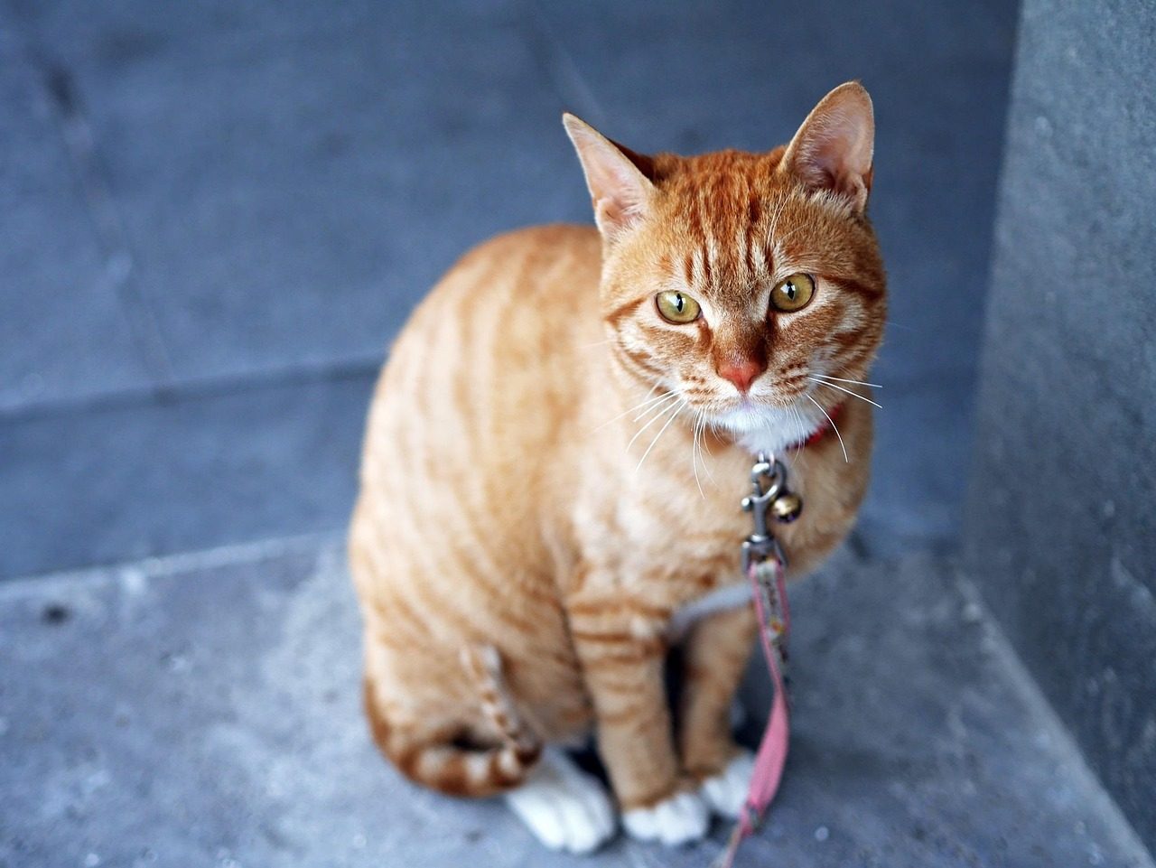 How an injured kitten dragging his leg found a miracle