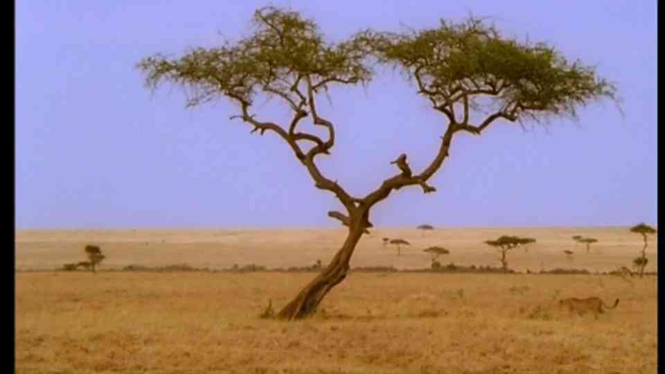 The Savannah